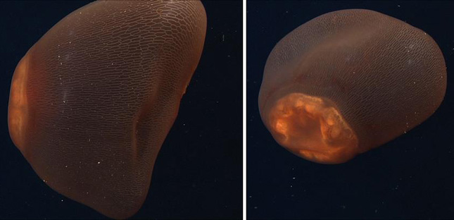 Cámara submarina graba a 1.500 metros de profundidad una extraña ...